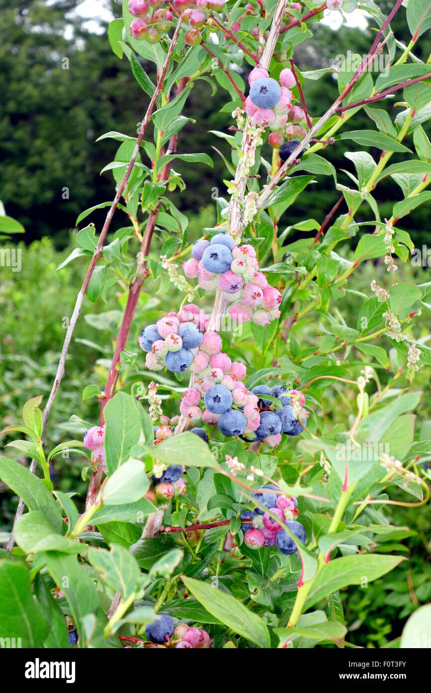 Blueberry plant at a farm in Ontario, Canada Stock Photo - Alamy