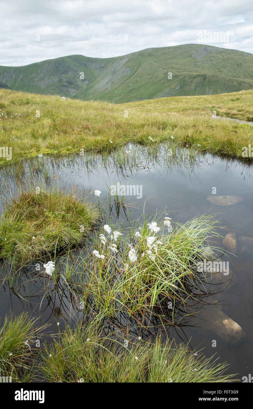 White flower alpine plant hi-res stock photography and images - Alamy