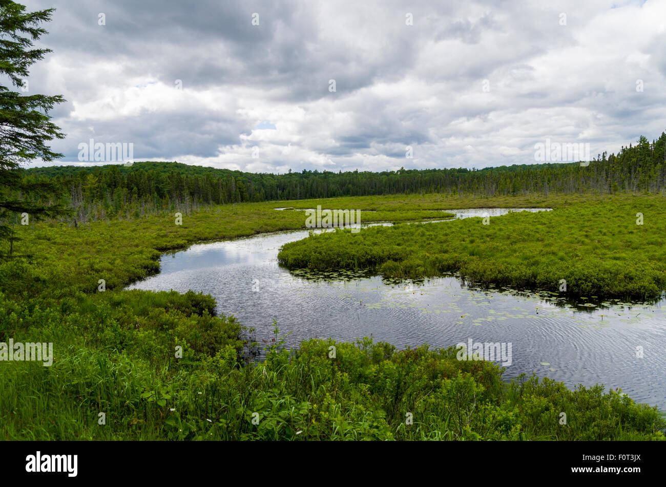 Spruce Bog Algonquin Park, Ontario Canada Stock Photo - Alamy