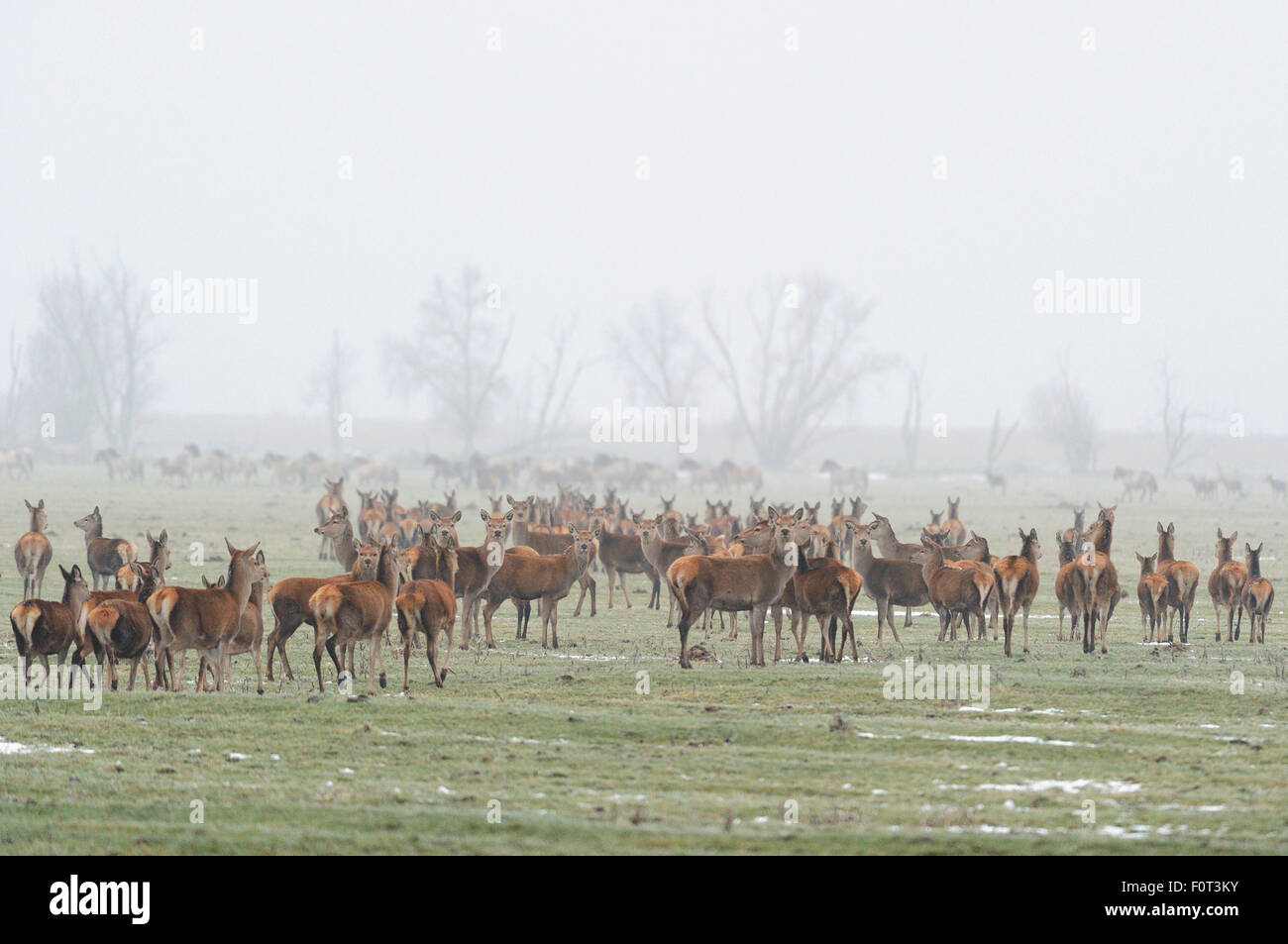 Red deer (Cervus elaphus) and Konik horses (Equus ferus), relative of ...
