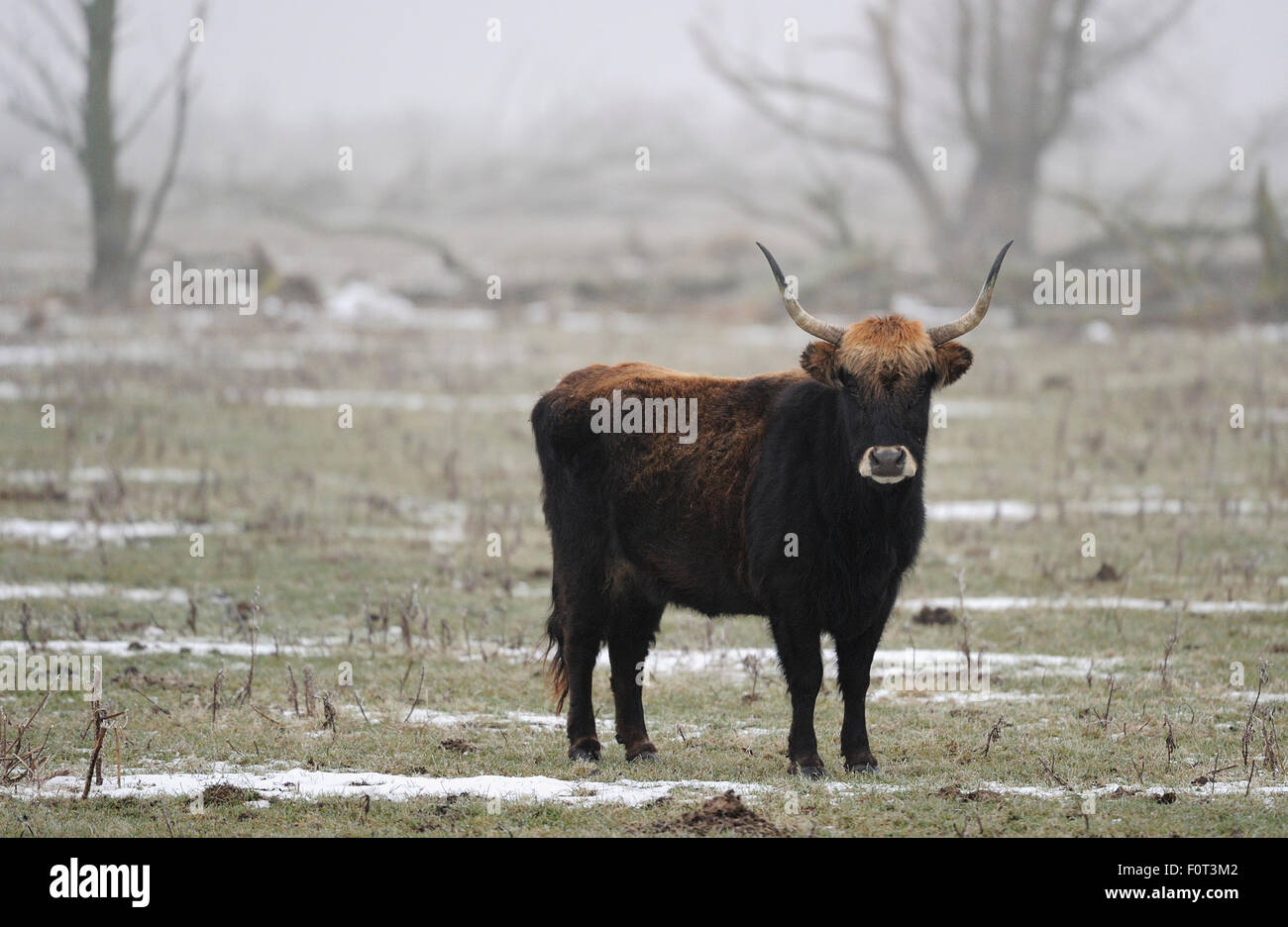 Oostvardersplassen nature reserve hi-res stock photography and images ...