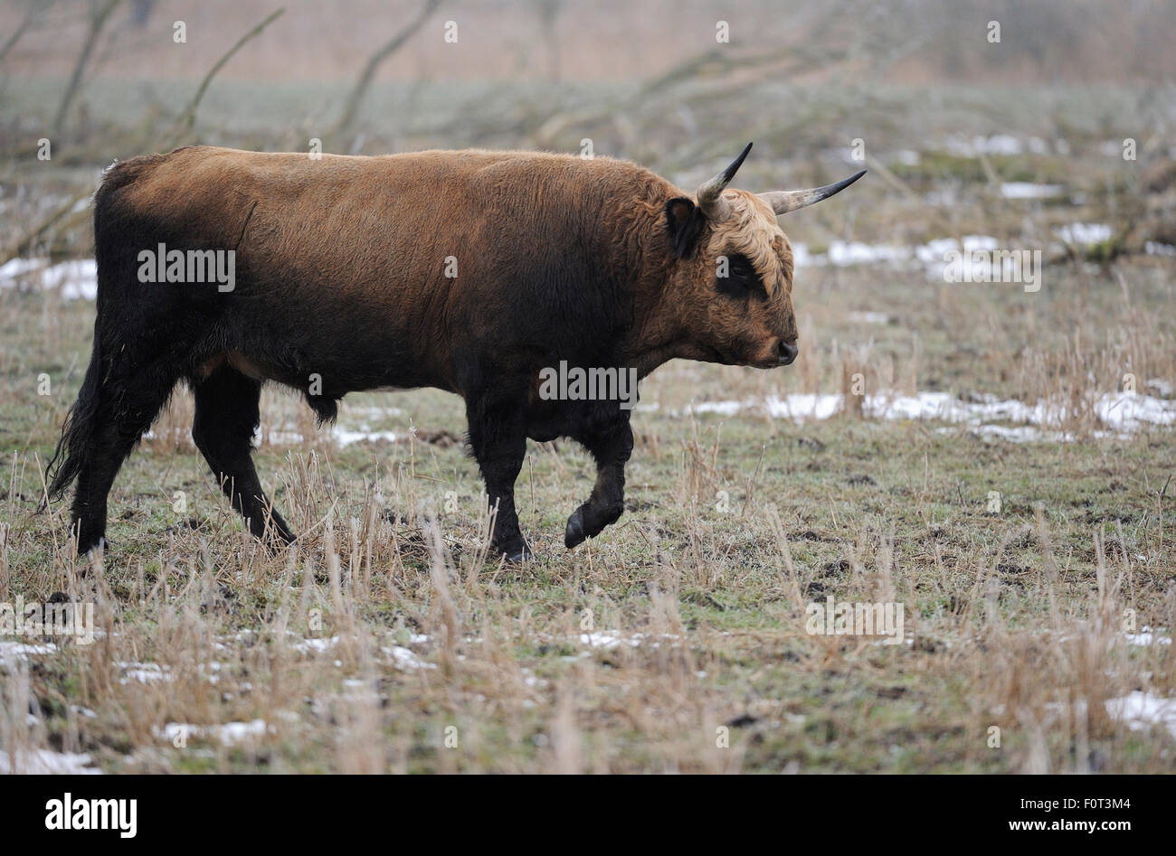Heck cattle (Bos taurus) auroch relative, walking profile ...