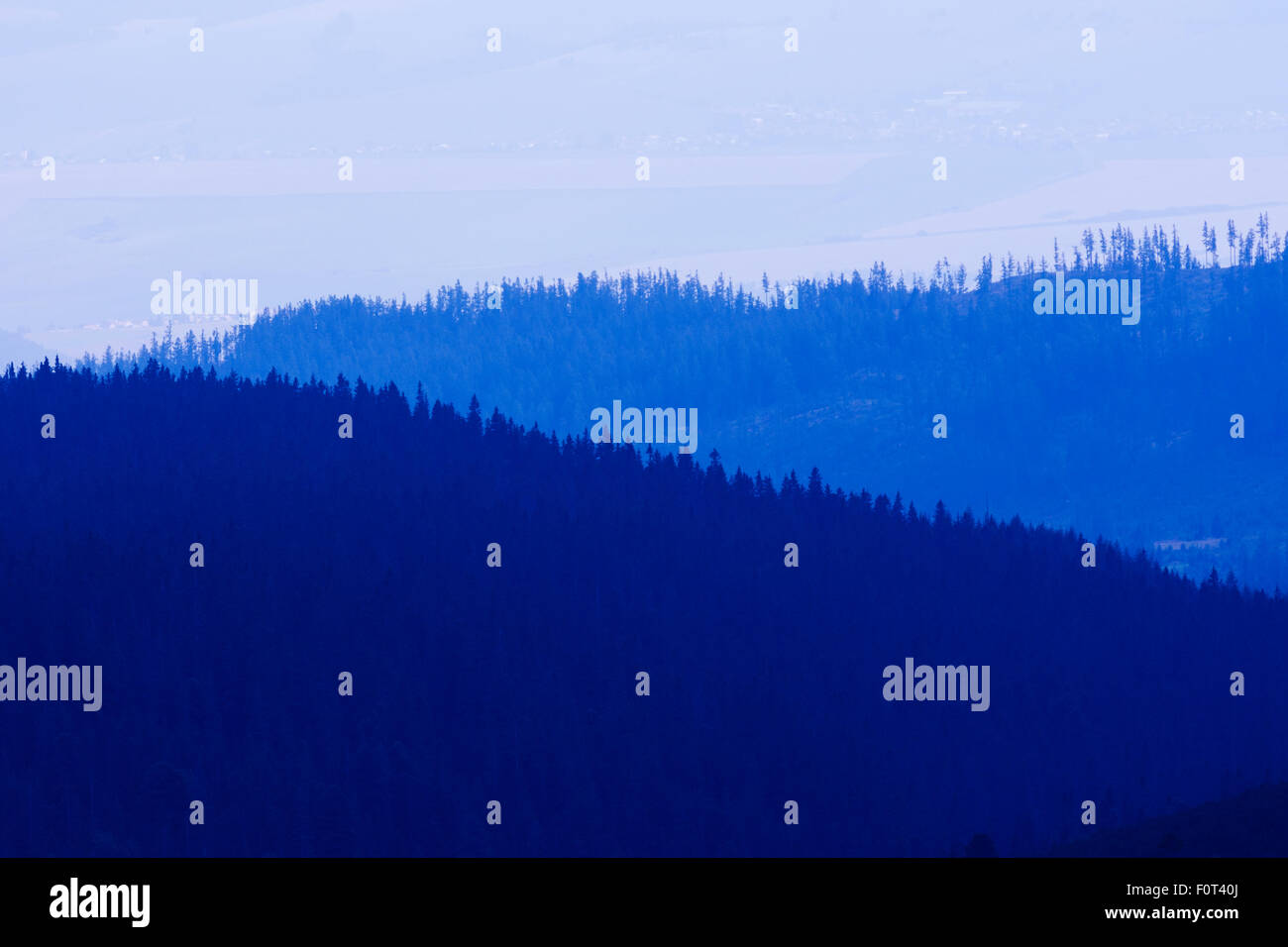 Blue color of forest trees during sunrise Stock Photo - Alamy