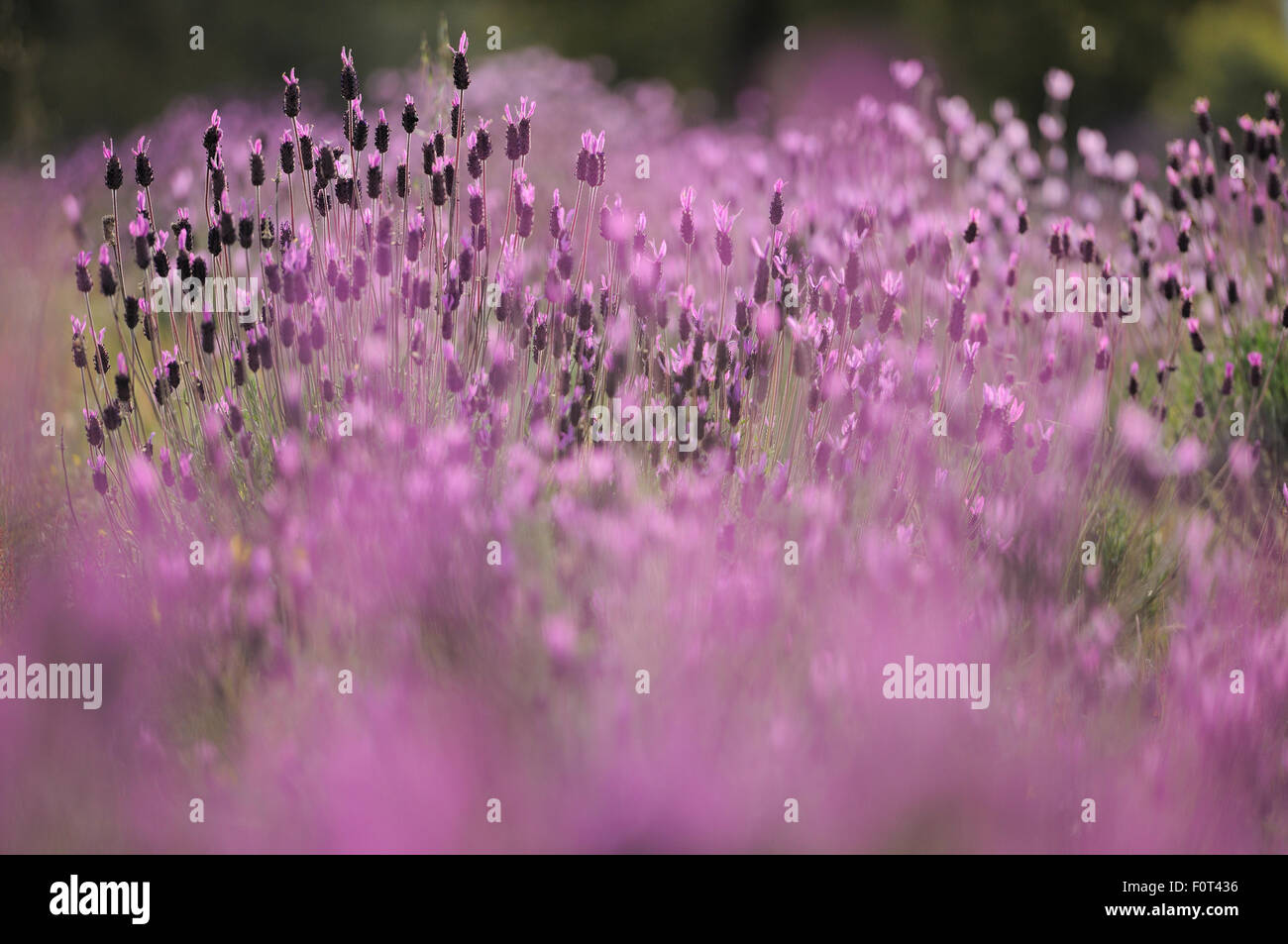 Rewilding flowers hi-res stock photography and images - Alamy