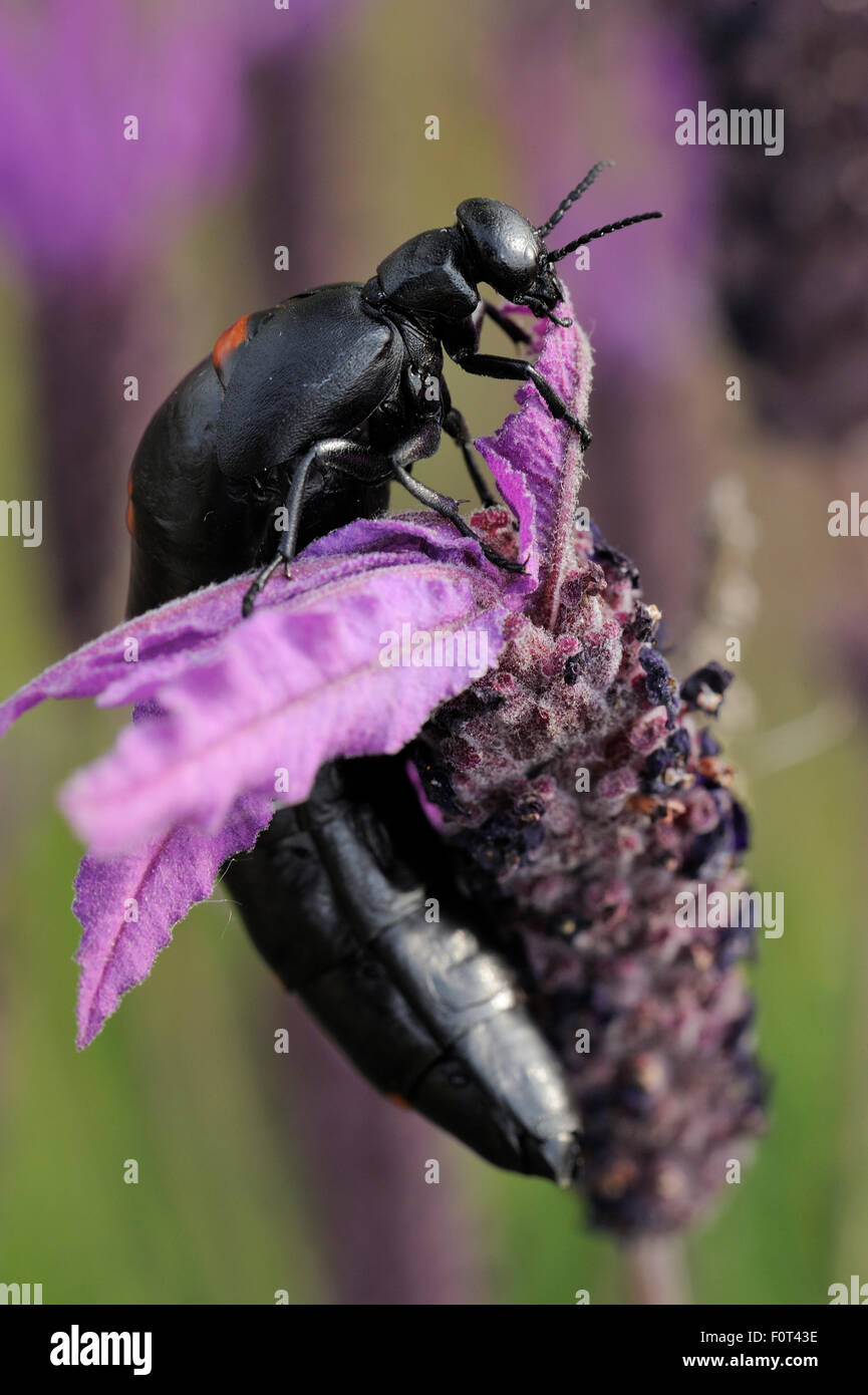 Spanish oil beetle (Berberomeloe majalis) or 'The Spanish Fly', in ...