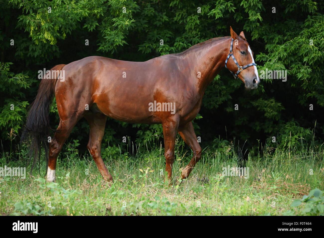 Bay horse color hi-res stock photography and images - Alamy