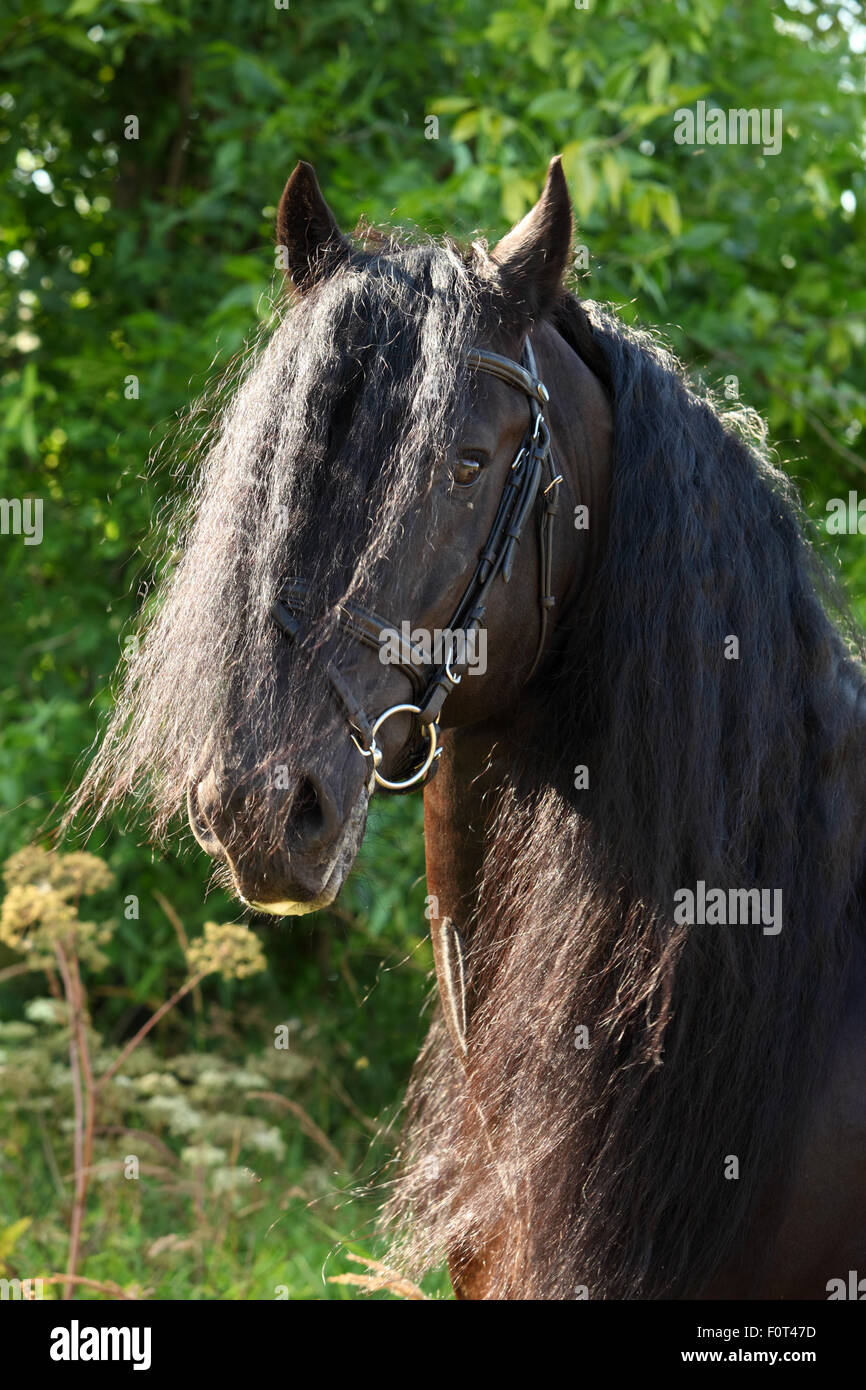 Horse with long mane hi-res stock photography and images - Alamy