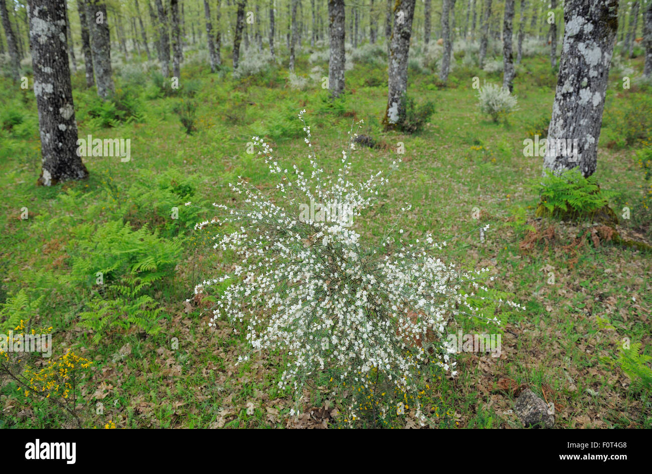 Pyrenean oak (Quercus pyrenaica) trees and flowering White broom (Lygos ...