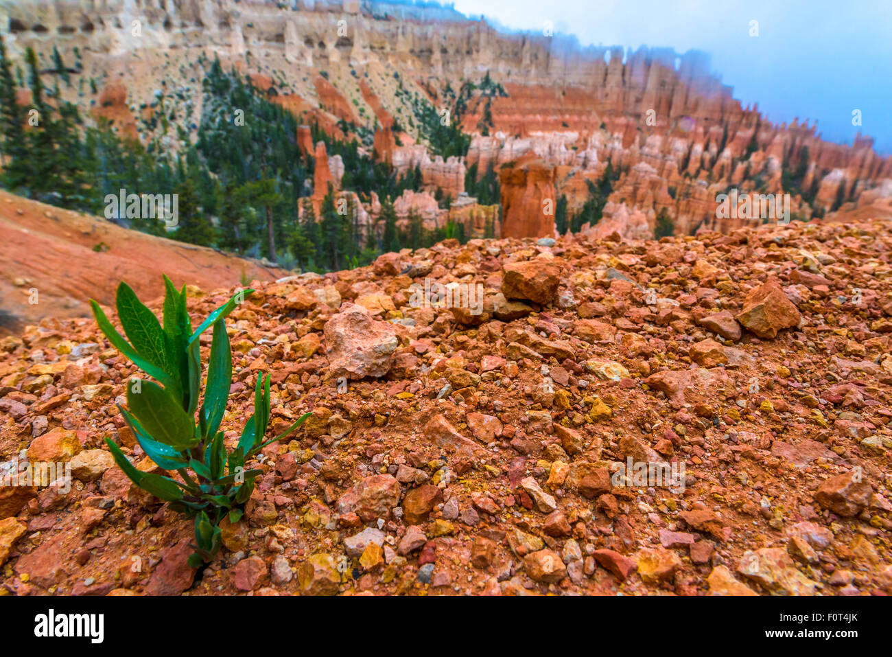 Little Desert plant with raindrops with Bryce Canyon in the background ...