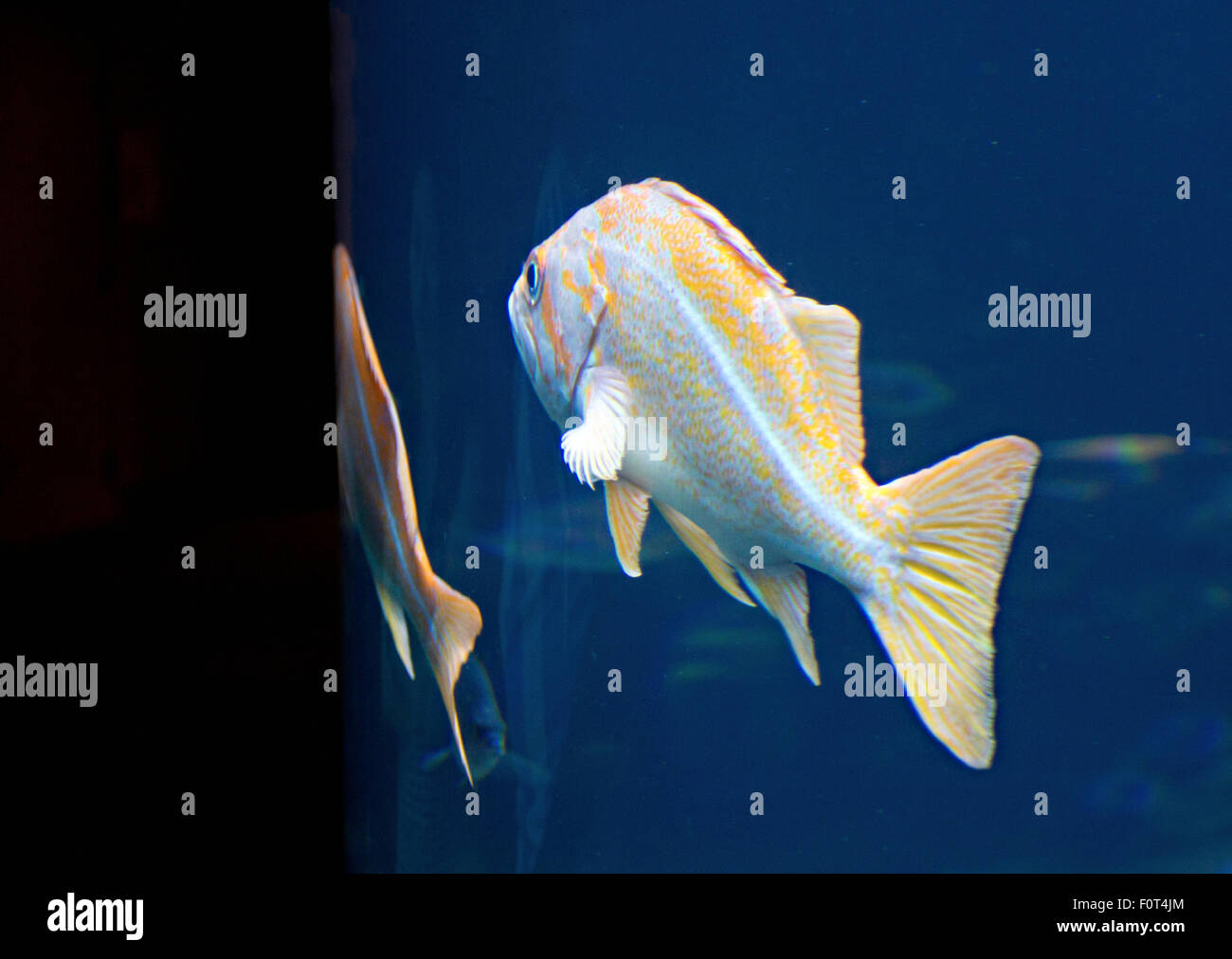 Fish Distorted by curved aquarium - California Academy of Sciences, San ...