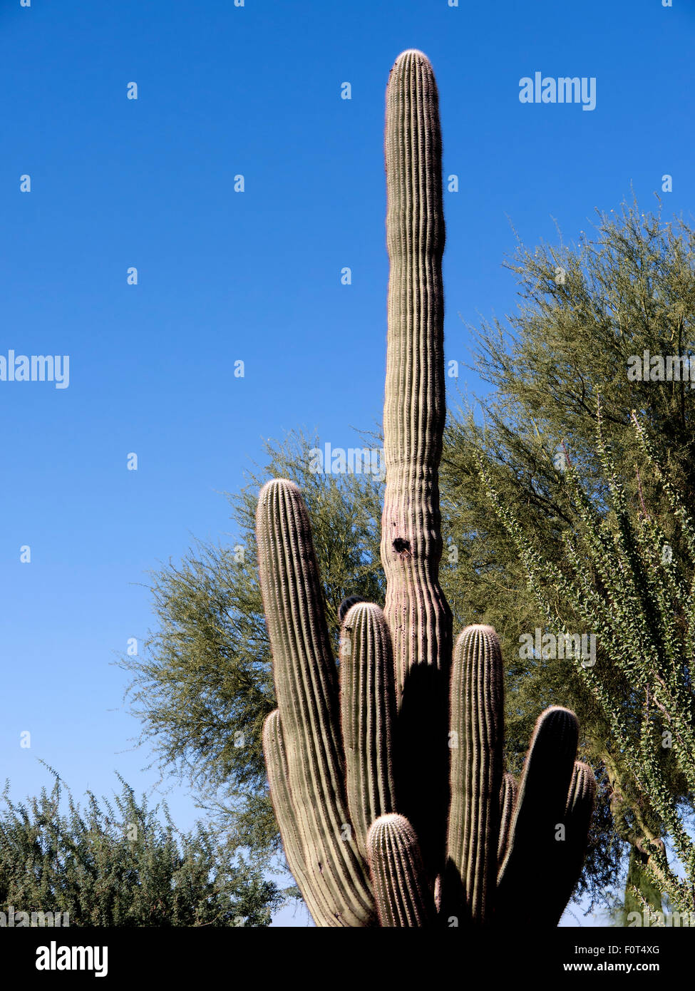 Historical saguaro cactus hi-res stock photography and images - Alamy