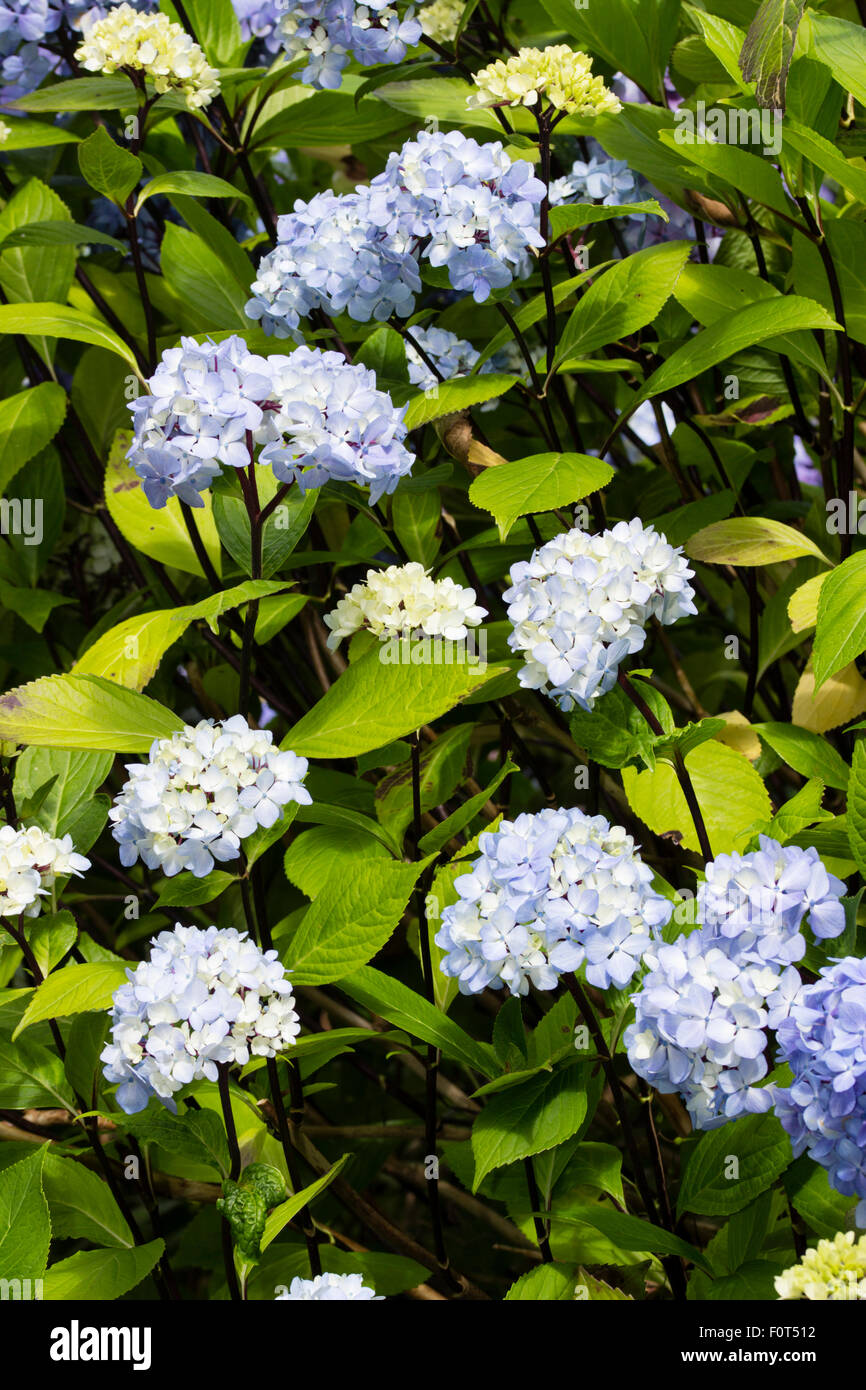 Black stems distinguish the smaller headed mophead Hydrangea ...