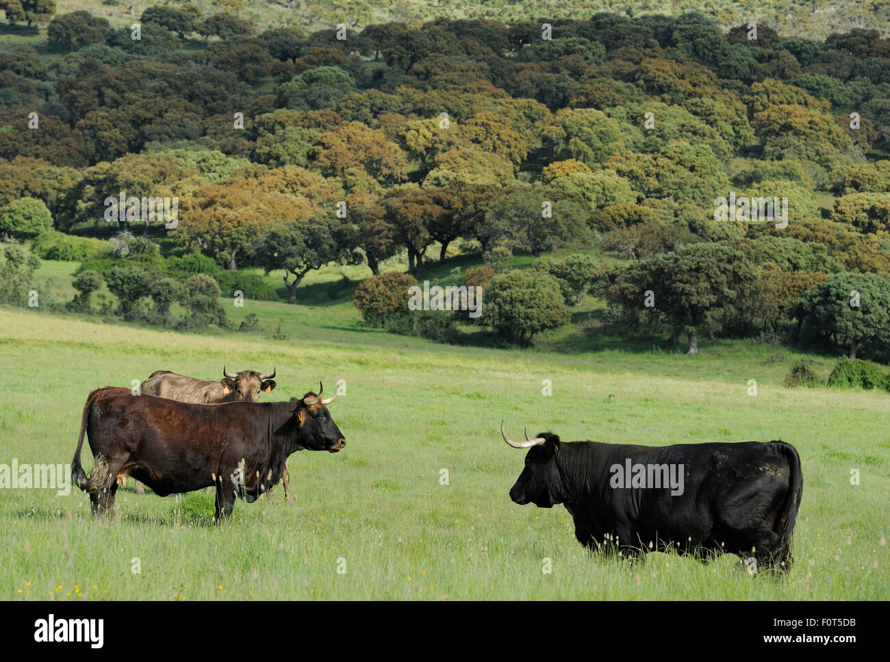 Morucha negra cattle, grazing in Dehesa forest habitat, Ciudad Rodrigo ...
