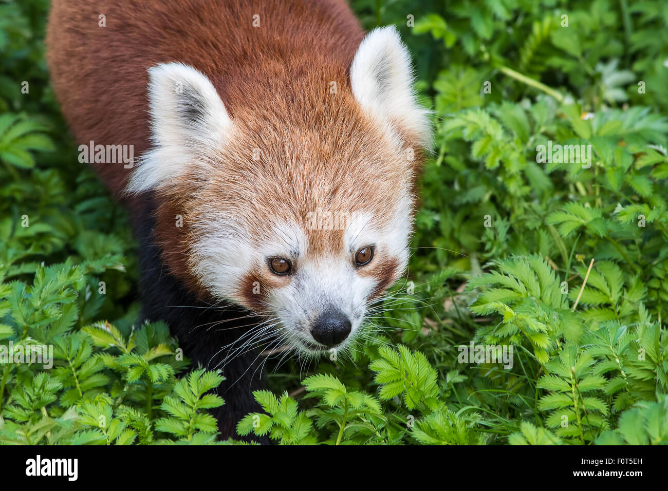 Red Panda close up of face Stock Photo - Alamy