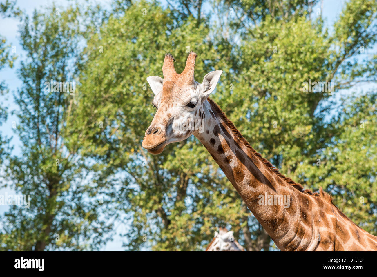 Close up photo of a Rothschild Giraffe head Stock Photo - Alamy