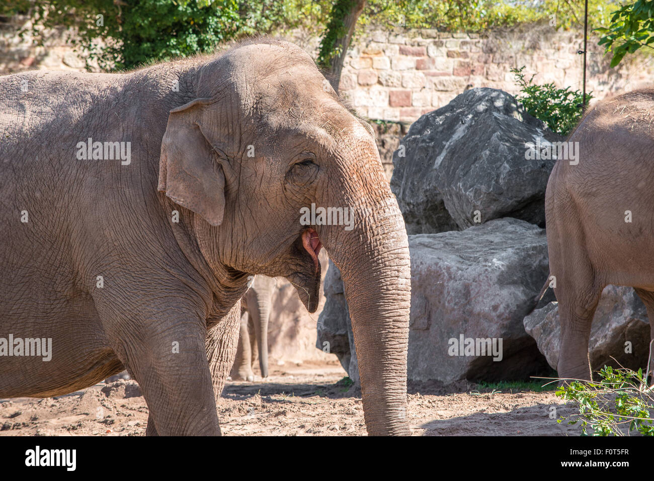 Elephant face hi-res stock photography and images - Alamy