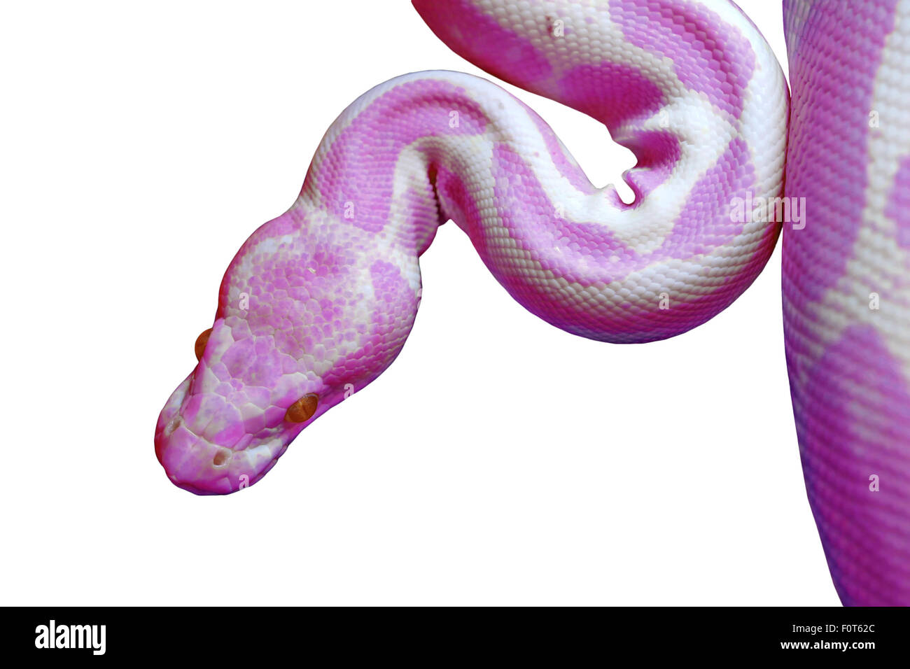 albino reticulated python (python reticulatus) isolated on white ...