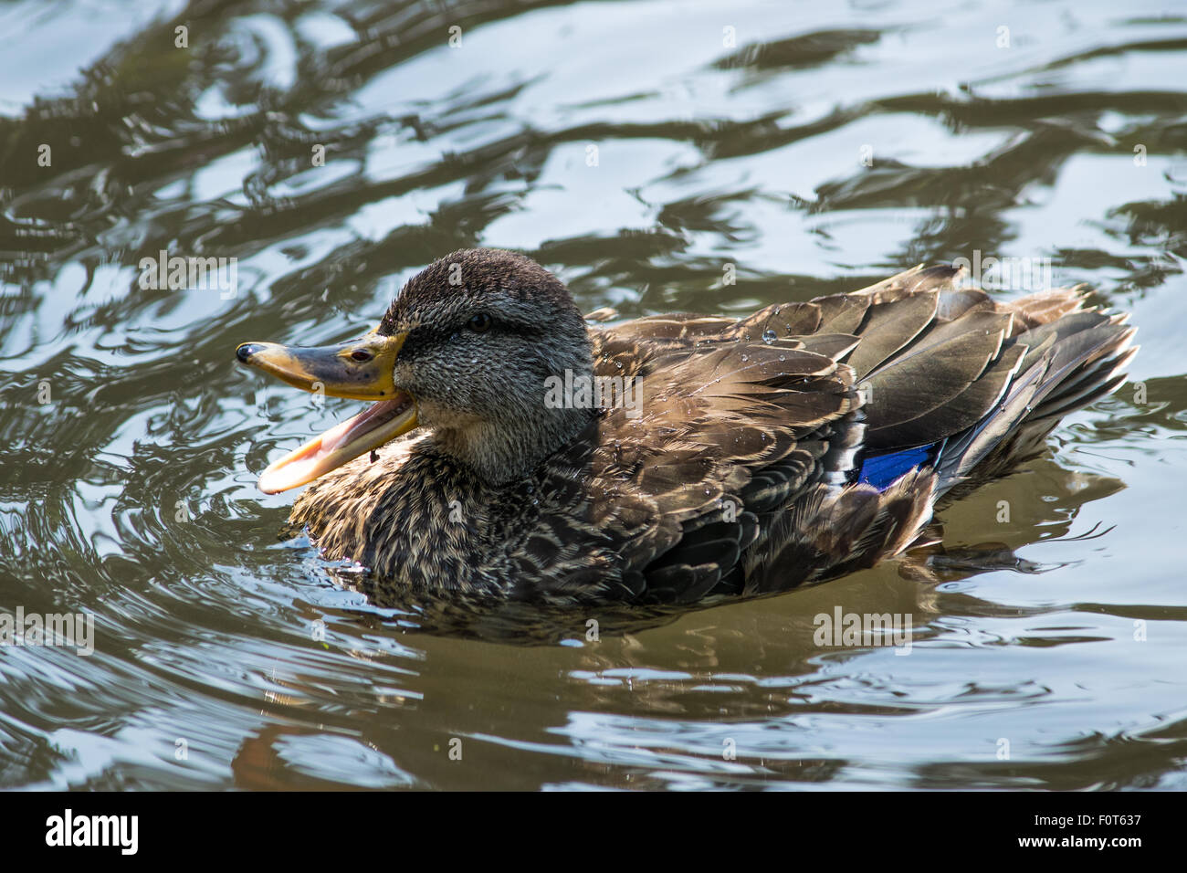 Quacking duck hi-res stock photography and images - Alamy