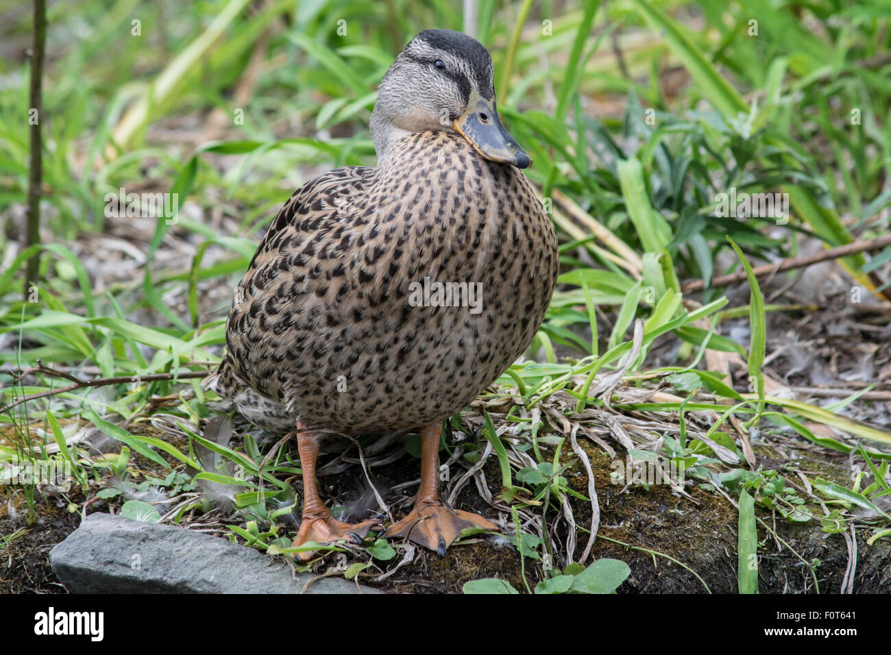 Duck Profile Photo High Resolution Stock Photography and Images - Alamy