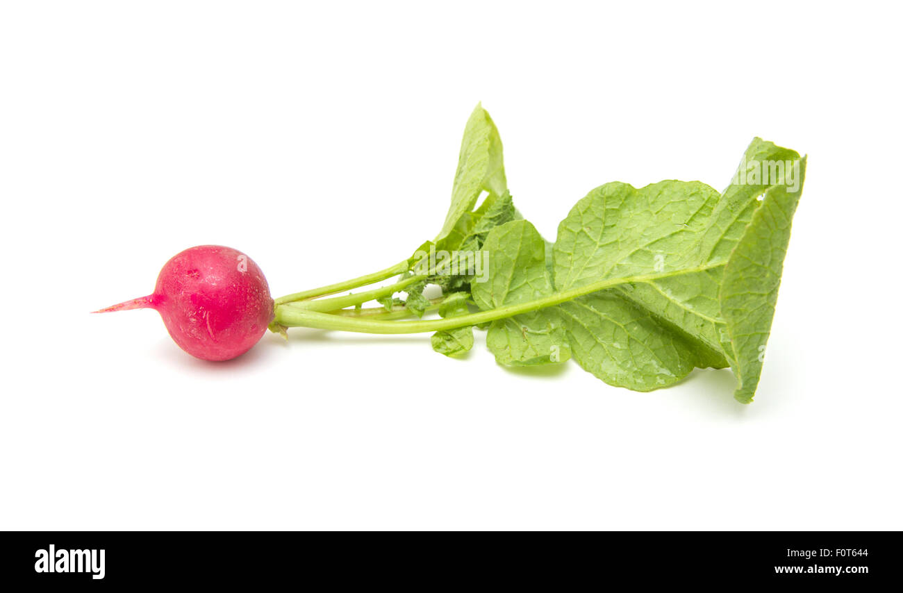 single radish isolated on white background Stock Photo - Alamy