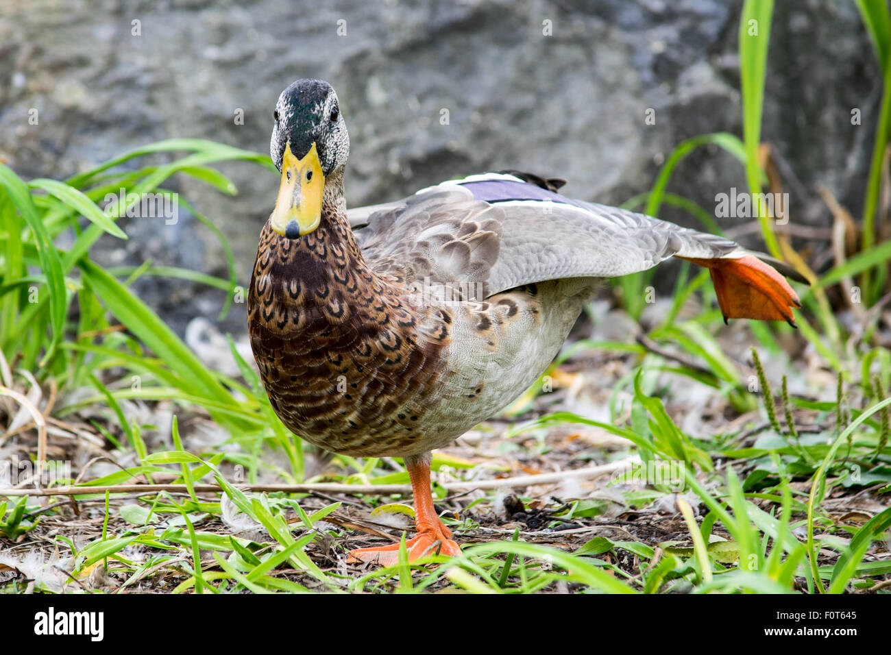 Duck stretching hi-res stock photography and images - Alamy