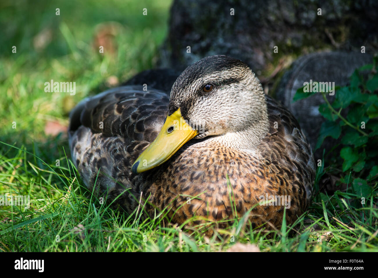 Mallard body profile pretty Stock Photo - Alamy
