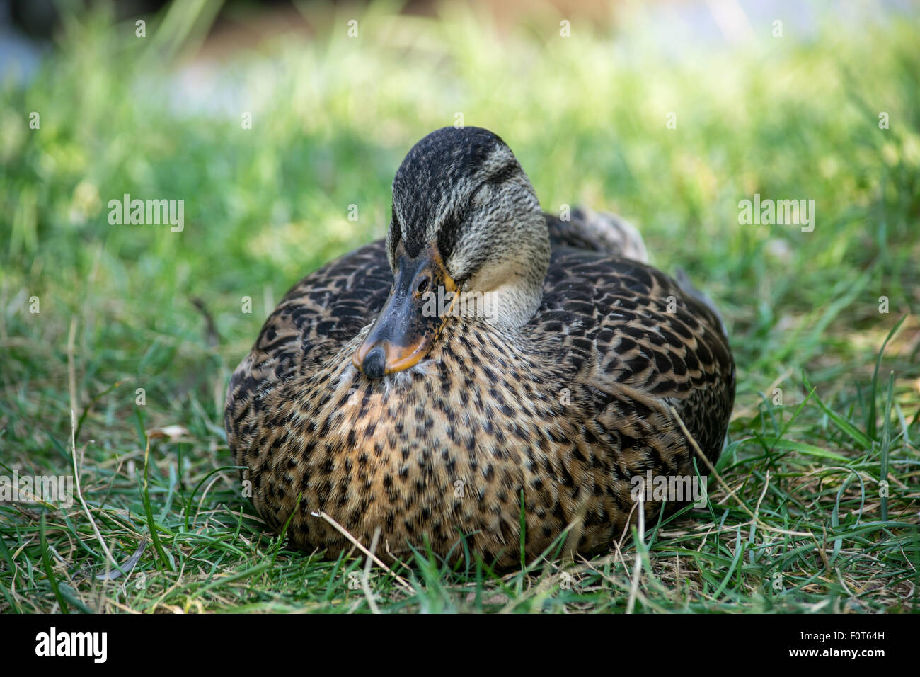Female mallard markings hi-res stock photography and images - Alamy
