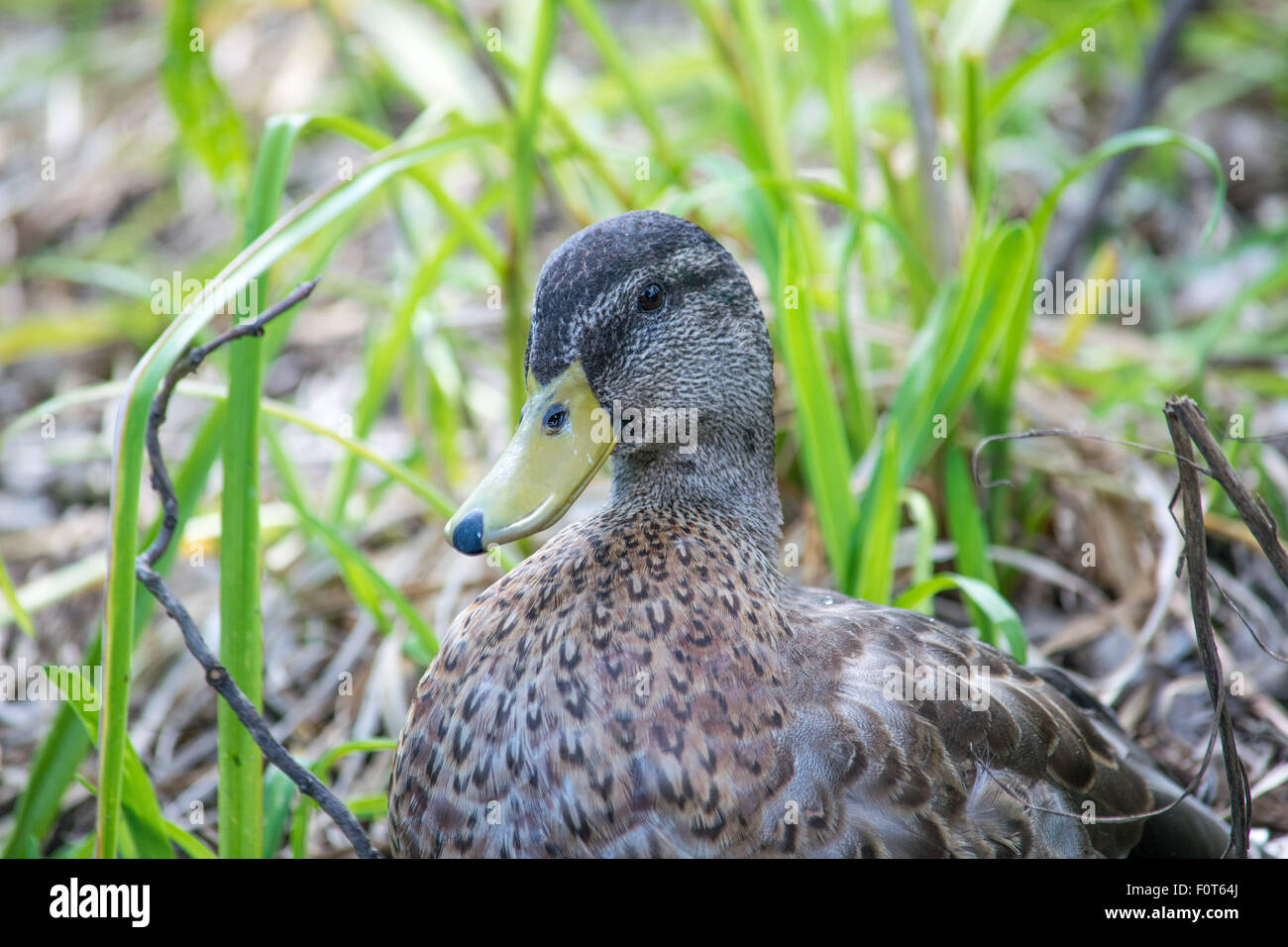 Duck profile photo hi-res stock photography and images - Alamy