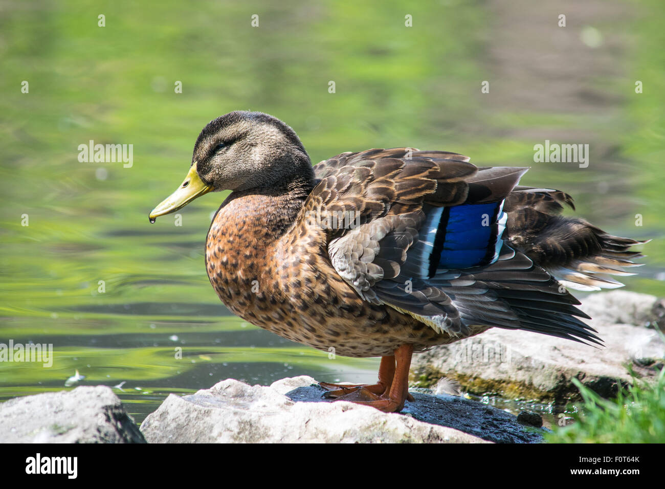 Duck profile photo hi-res stock photography and images - Alamy
