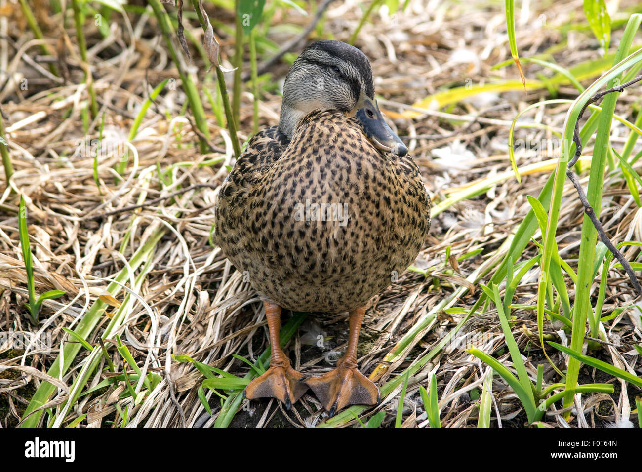 Duck profile photo hi-res stock photography and images - Alamy