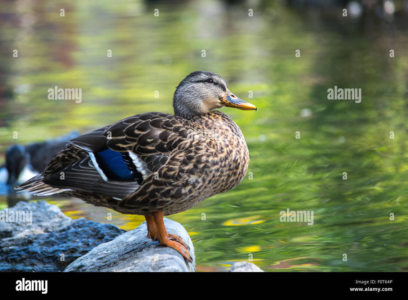 Duck profile photo hi-res stock photography and images - Alamy