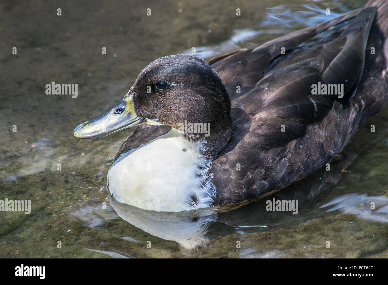 Duck Profile Photo High Resolution Stock Photography and Images - Alamy