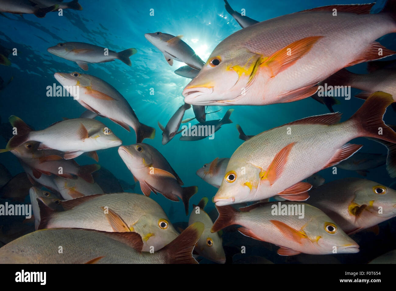 Underwater school yellow snapper fish hi-res stock photography and ...
