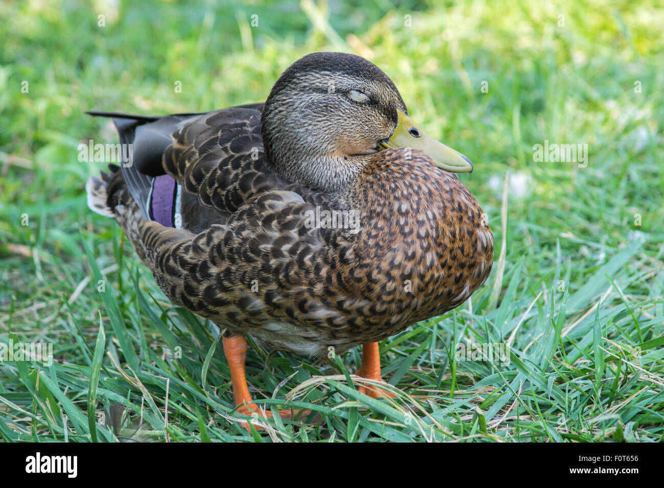 Duck profile photo hi-res stock photography and images - Alamy