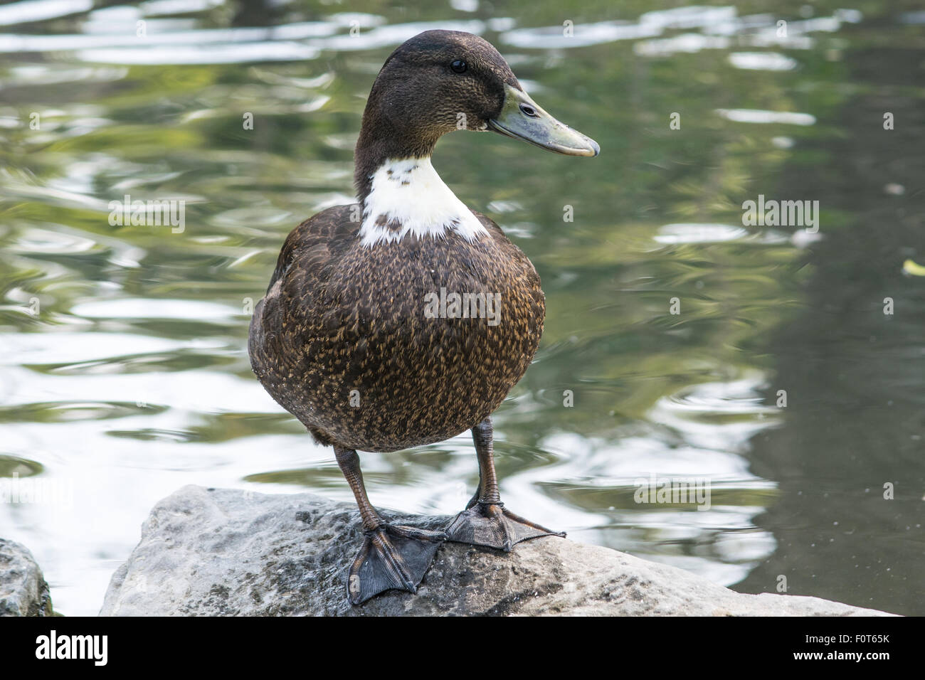 Beautiful duck at a pond Stock Photo - Alamy