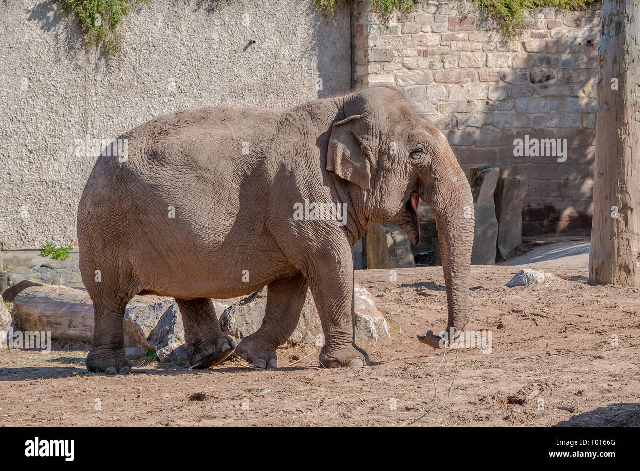 Young Asian Elephant Stock Photo - Alamy