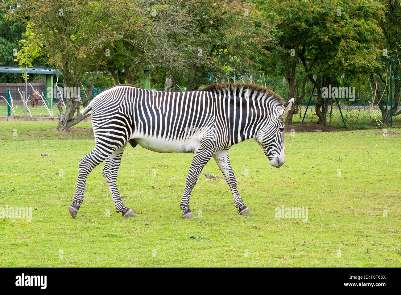 One grevy zebra hi-res stock photography and images - Alamy