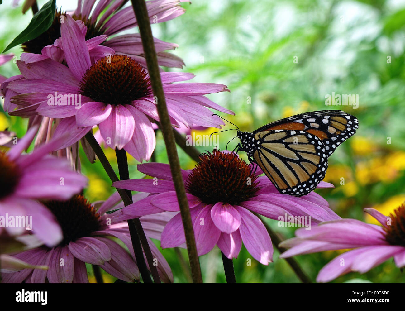 Monarch butterfly on coneflower Stock Photo - Alamy