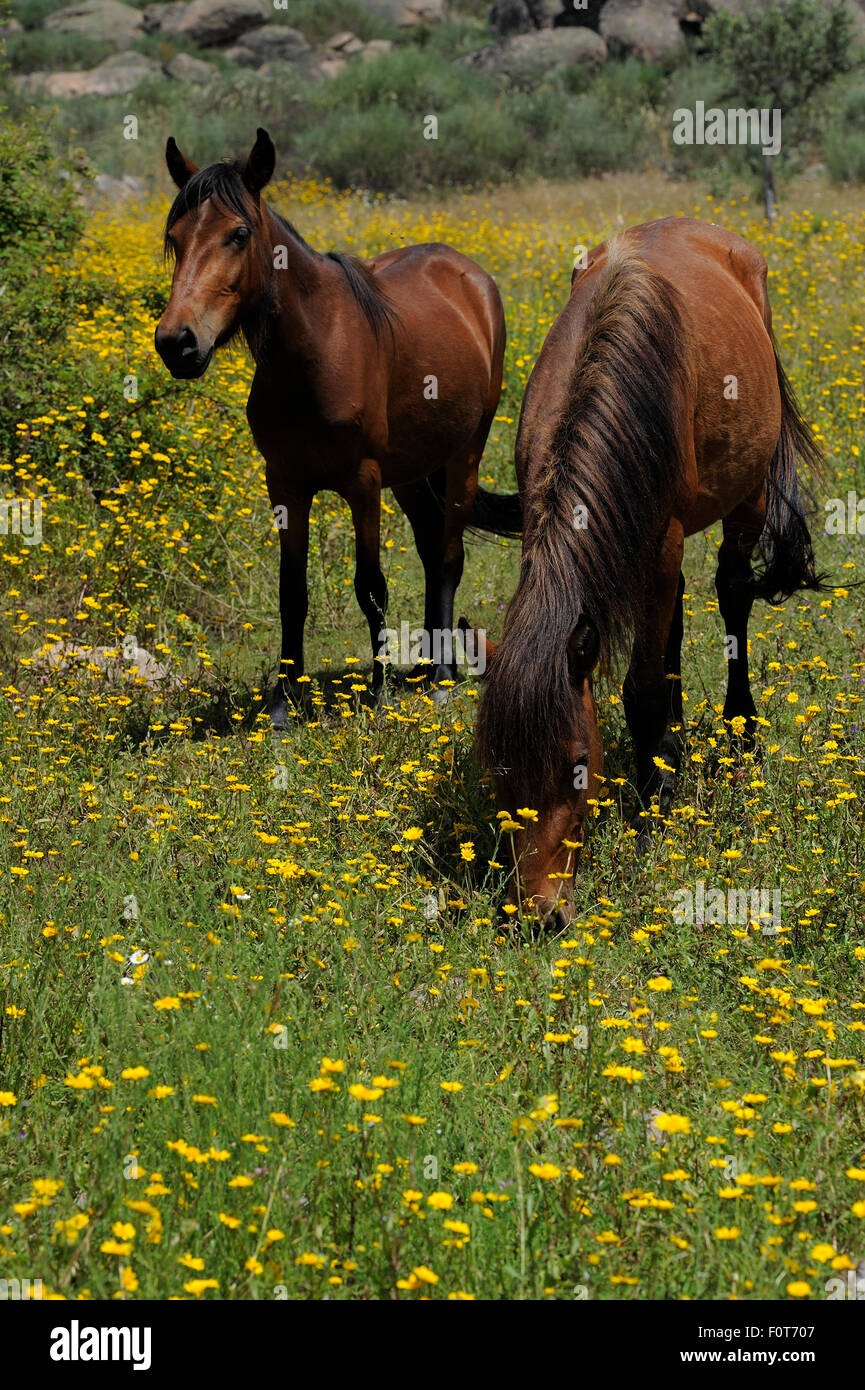 Garrano horses, Faia Brava Reserve, Coa valley, Portugal Stock Photo ...