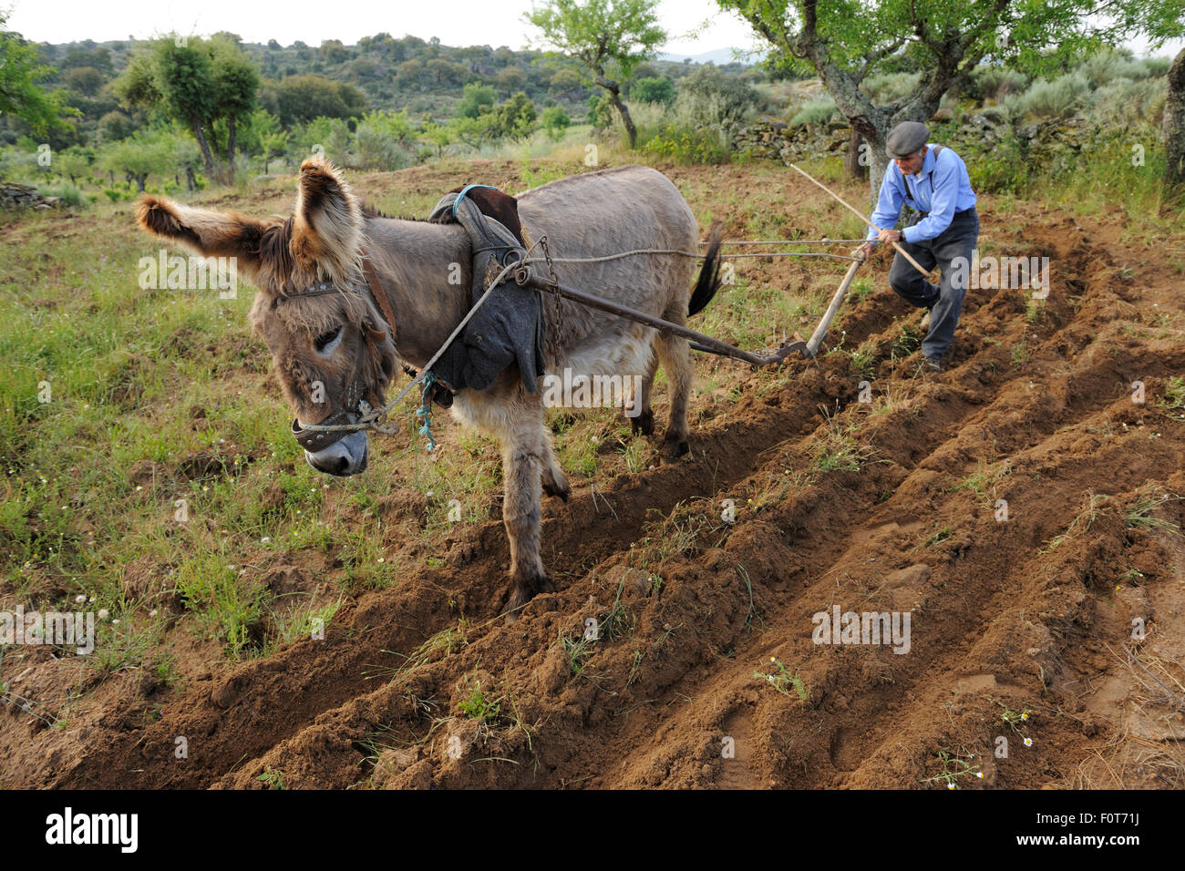 Josa Maria Fela­x, 89 years old, ploughing with his donkey, Faia Brava ...