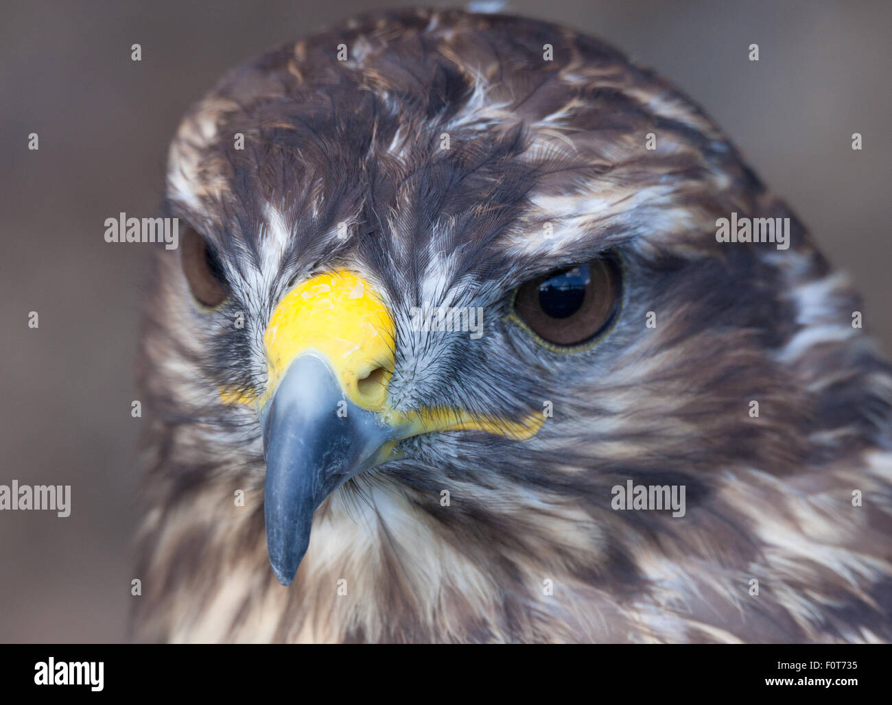 Hunting harris hawk hi-res stock photography and images - Alamy