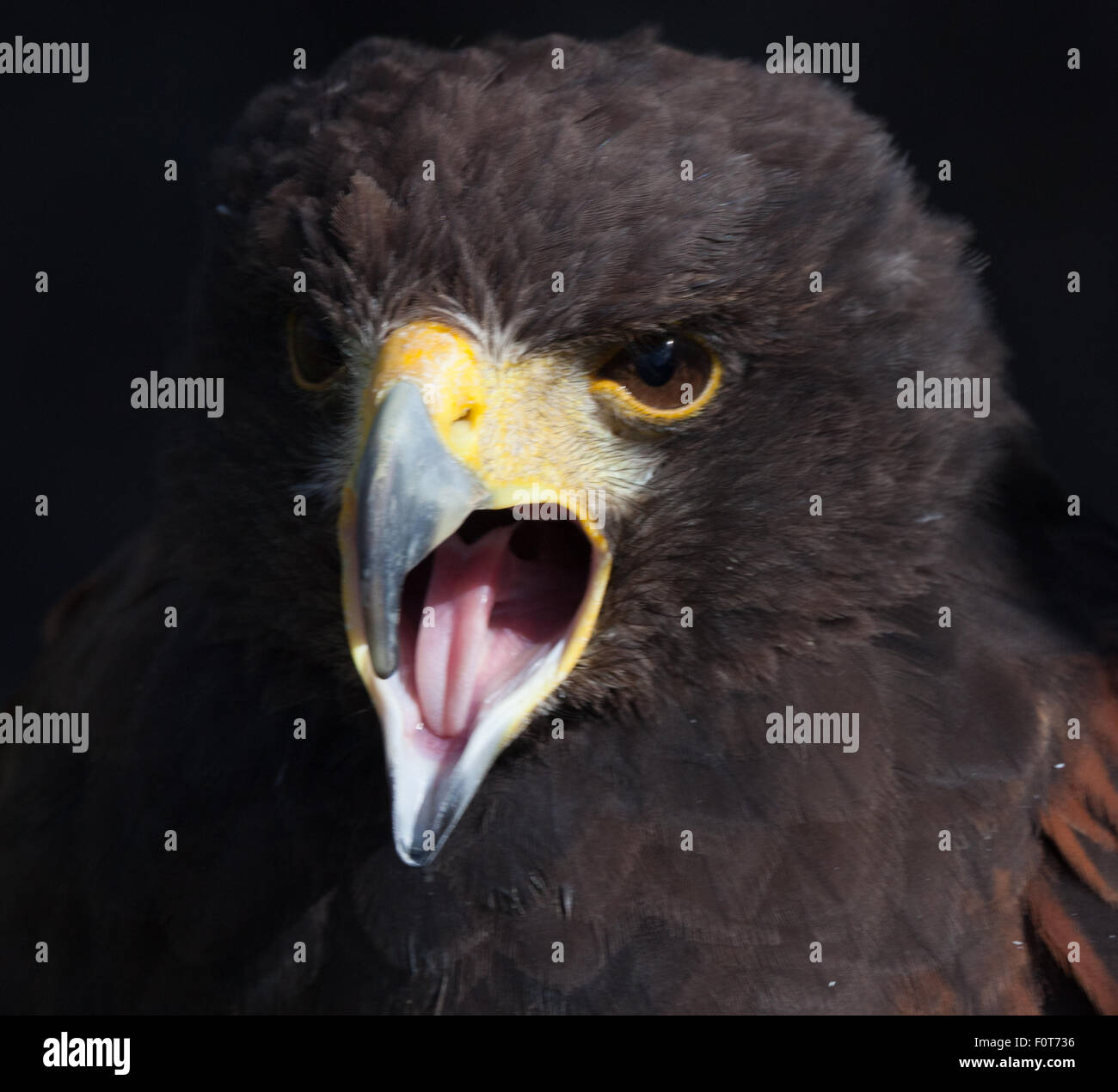 Hawk head hi-res stock photography and images - Alamy