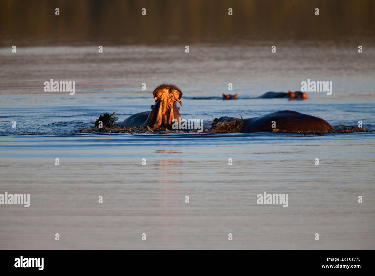 Hippopotamus in Lake Masek Stock Photo - Alamy