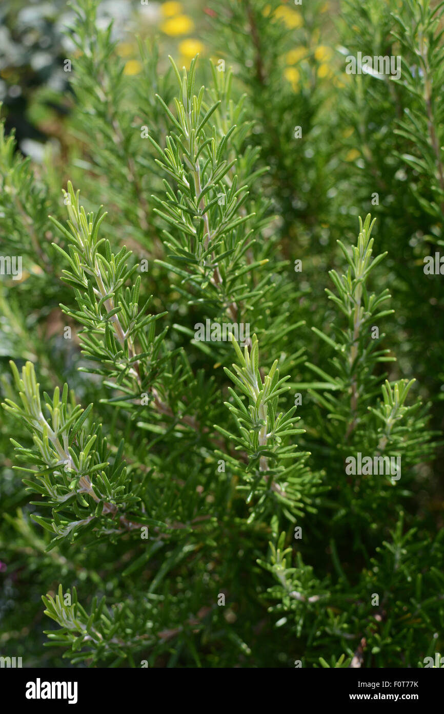 Aromatic green rosemary plant, traditionally used in cooking roast lamb ...
