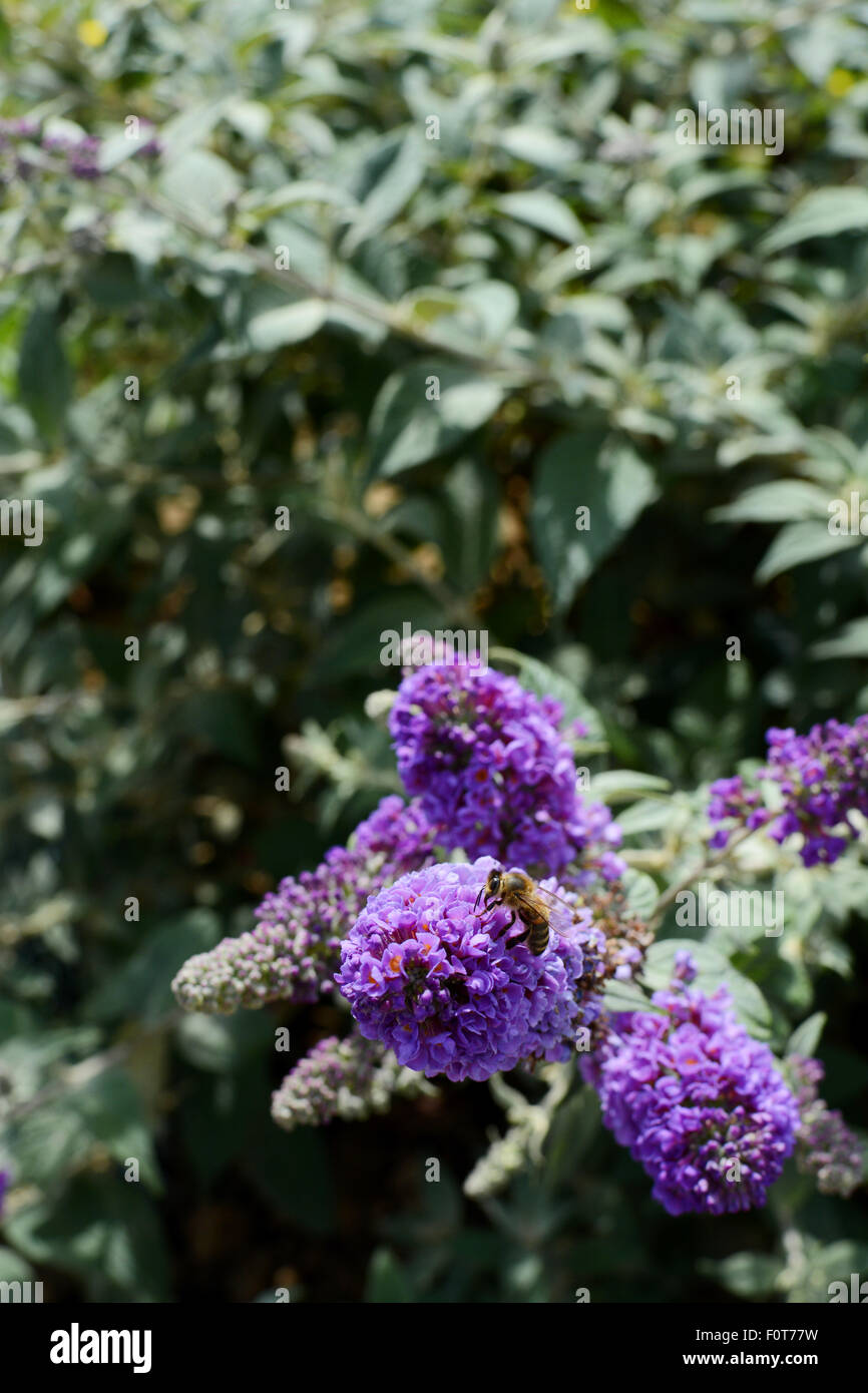 Buddleia leaf hi-res stock photography and images - Alamy