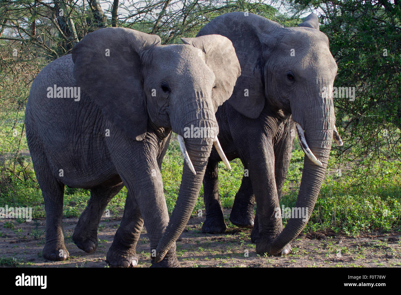 African Elephant Brothers Closeup Stock Photo - Alamy