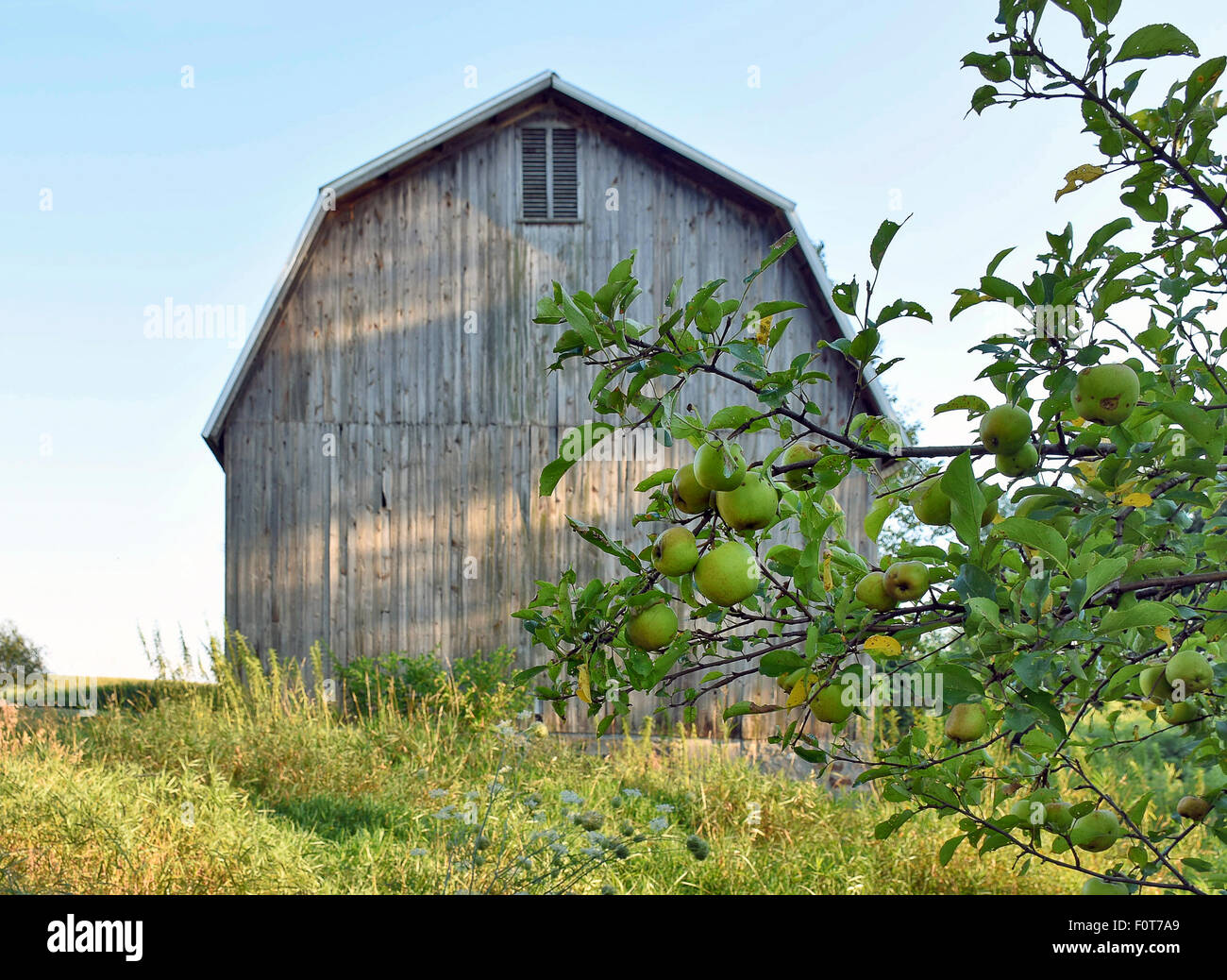 Green apples with weathered barn in dapple sunlight Stock Photo - Alamy