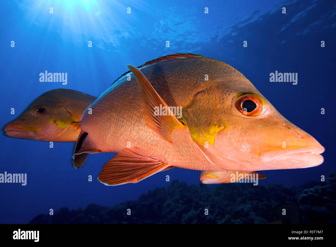 COUPLE OF SNAPPER SWIMMING IN CORAL REEF CLEAR BLUE WATER Stock Photo ...