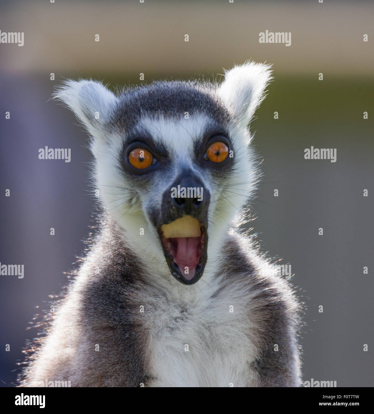 black and white lemur head shot Stock Photo - Alamy