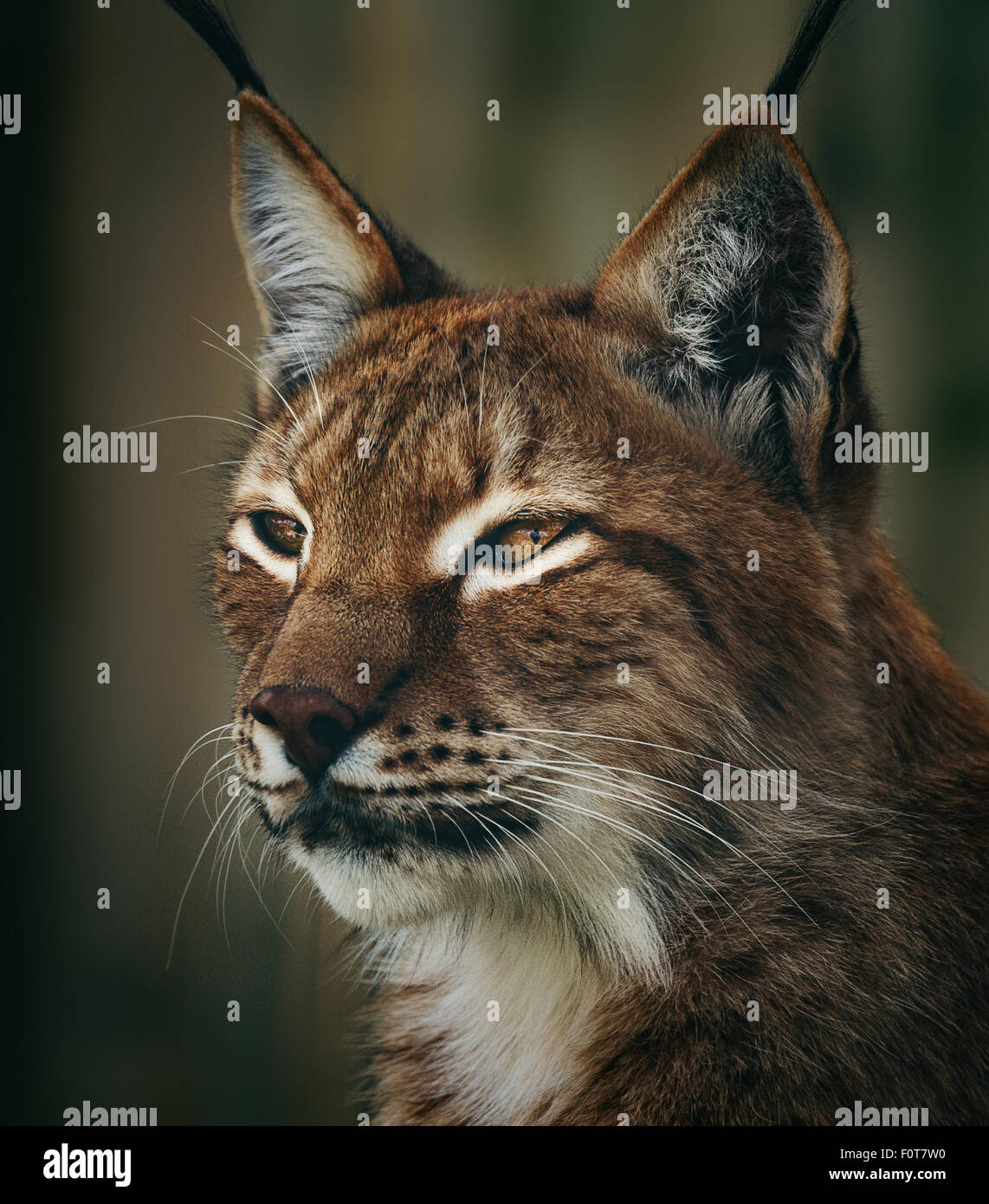 Siberian lynx head shot Stock Photo - Alamy